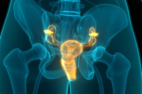 Exercises For Hypertonic Pelvic Floor Perifit