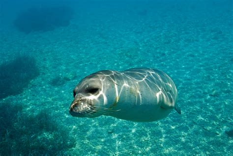 Mediterranean Monk Seal Habitat