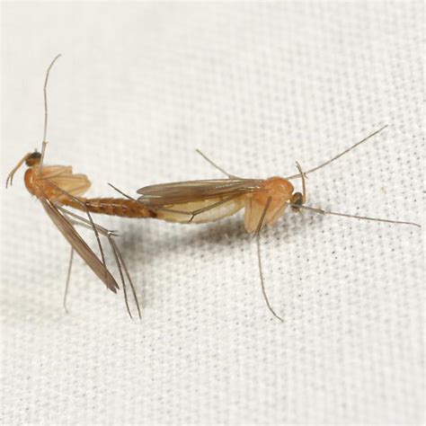 Mating Fungus Gnats Bugguidenet