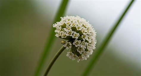 Global Livestock Grazing Collapses Herbivore And Pollinator
