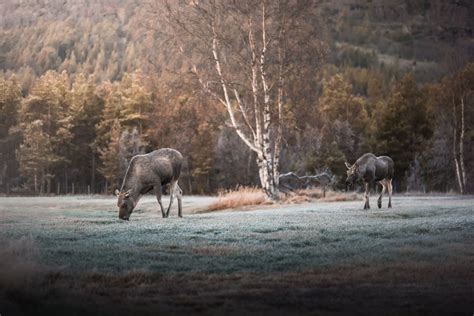 Car Rental In Kronoby Sixt Rent A Car