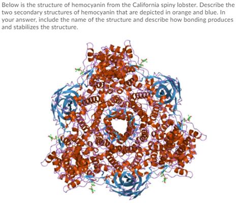 Solved Below Is The Structure Of Hemocyanin From The