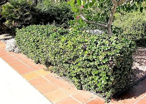 Natal Plum Growing Guide Tropical Gardening