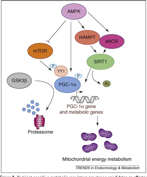 Figure 1 From Metabolic Reprogramming Caloric Restriction And Aging