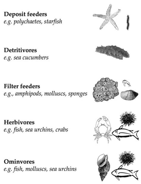 Rhodophyta Examples