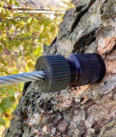 Arborist Olson Tree Care Tree Cabling