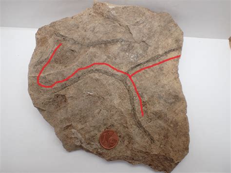 Identification Trace Fossile Demandes D Identification De Fossiles Géoforum