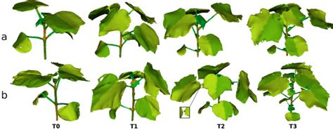 Examples Of Plant Segmentation Resultsillustration Of The Segmentation