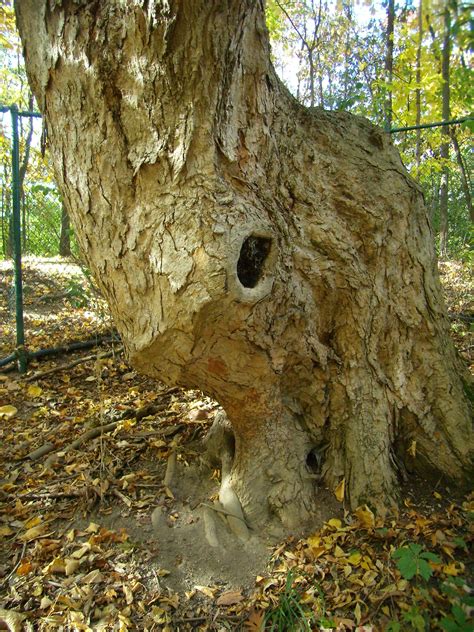 What Is A Marker Tree At Colin Jetton Blog