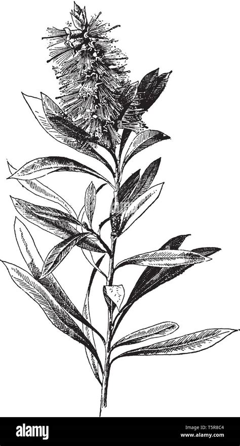 Callistemon Lanceolatus Stock Vector Images Alamy