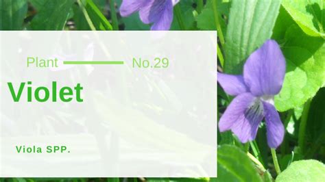 Violet Viola Spp Edible And Medicinal Uses Of The Pretty Little