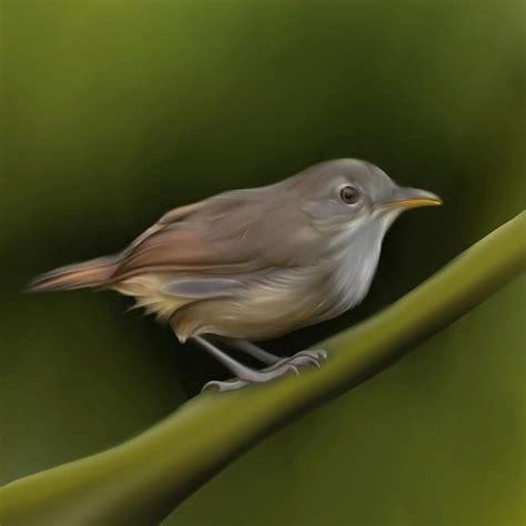 Bird Series Digital Art By Santhosh Kumar Vp Fine Art America