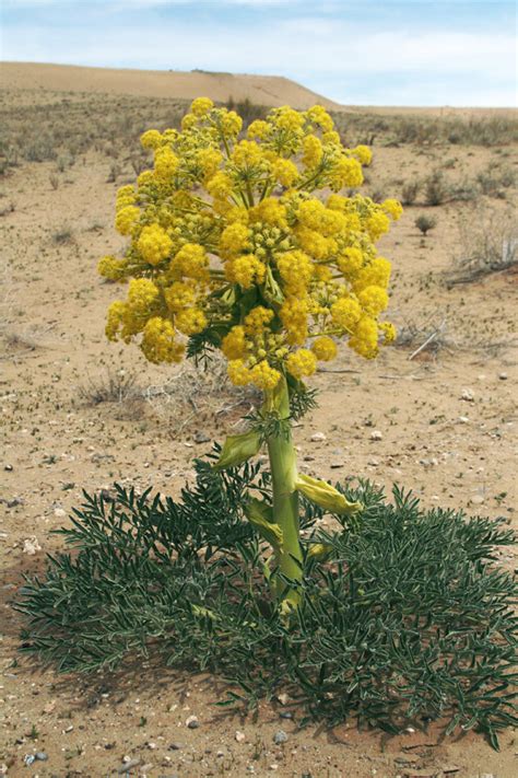 Asafoetida Plant In Malayalam At Eula Newport Blog