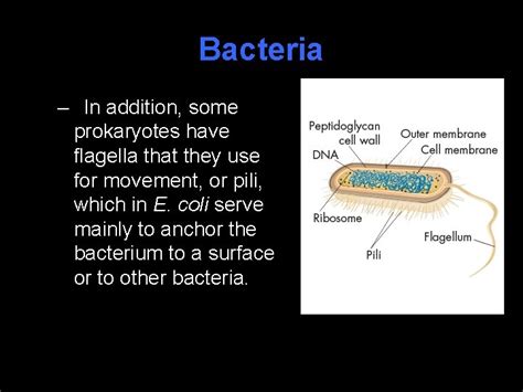 Prokaryotes 20 2 Federoff Classifying Prokaryotes The Smallest