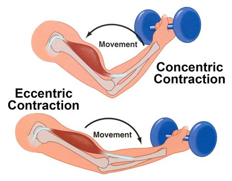 Eccentric Contraction
