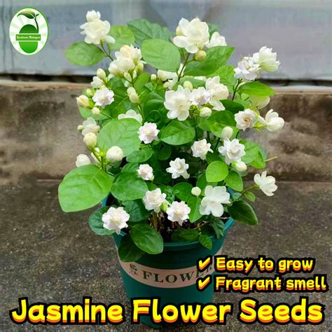 45 Seedspack White Jasmine Seeds Jasmine Flower Seeds For Planting