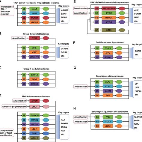 Pdf Core Transcriptional Regulatory Circuitries In Cancer