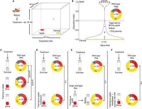 Oviposition Experience Affects Oviposition Preference In Drosophila