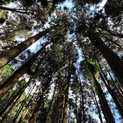 Dorcas Chen Antelopedodo • Threads Say More