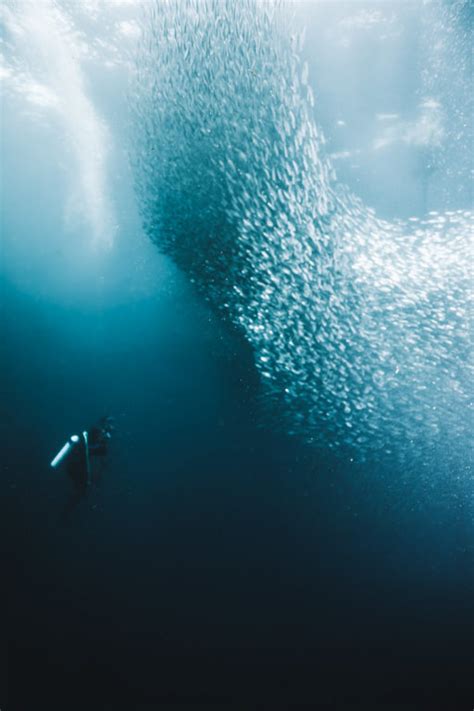 Where To See The Moalboal Sardine Run At Panagsama Beach In 2023 We