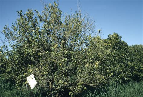 Citrus Trees Deficiency At Virginia Bittner Blog