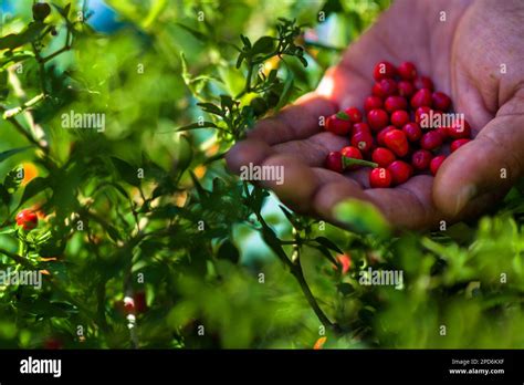 A Hand Of A Mexican Peasant Is Seen Holding Chiltepin Peppers A Wild