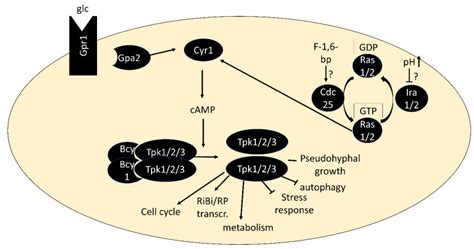 Interaction Of Tor And Pka Signaling In S Cerevisiae Pmc