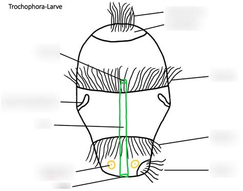 Schaubild „trochophora Larve“ Quizlet