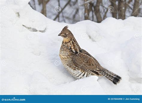A Ruffed Grouse Female Walking Around In The Winter Snow In Ottawa