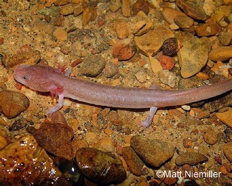 Tennessee Cave Salamander State Of Tennessee Wildlife Resources Agency
