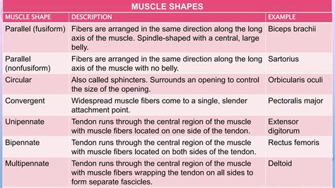Tissues Anatomy And Physiology Lecture Ppt Pptx