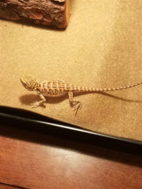 Pin By Joshua Patrick On Smaug Lizard Smaug Animals