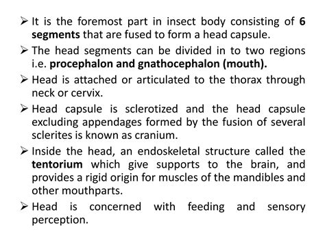 Body Segmentation Of Insect And Head Pptx Beekeeping Hobbies
