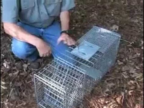 How To Set And Use A Cage Trap For Raccoons And Opossums Youtube