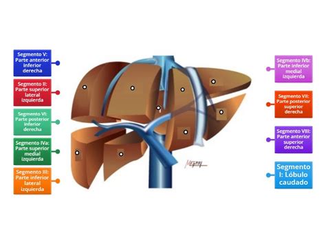Segmentos Del Higado Diagrama Con Etiquetas