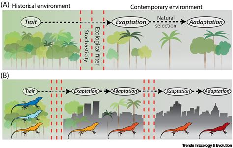 Urban Evolutionary Ecology Brings Exaptation Back Into Focus Trends In