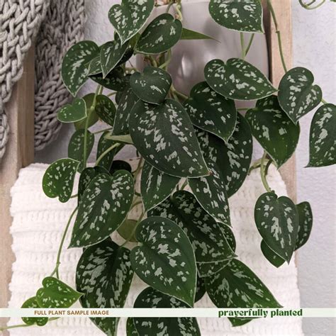 Argyraeus Scindapsus Satin Propagation Plant Cuttings Propagate