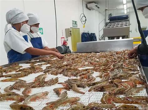 Esf Seafood Transforms Shrimp Plant Using Renewable Energy