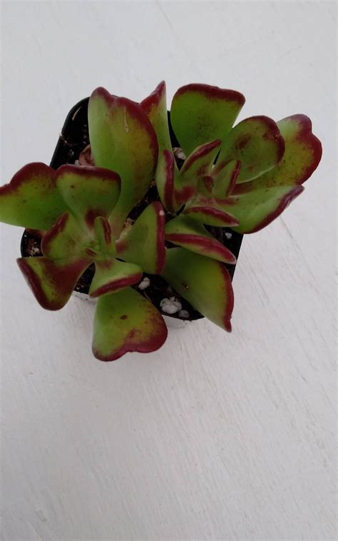 Sedum Dendroideum 2 Inchsucculents Drought Tolerant Easy Maintenance