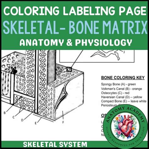 Bone Matrix Coloring Page Spongy And Compact Bone Anatomy Hs By Anatomy