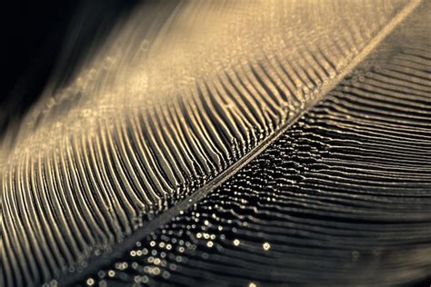 Closeup Of A Bird Feather Texture Premium Ai Generated Image