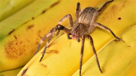 Venom Banana