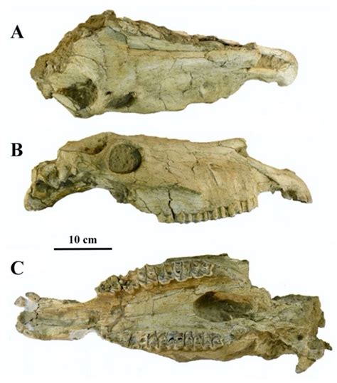 Old World Fossil Equus Perissodactyla Mammalia Extant Wild