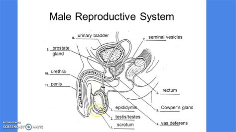 Glands In Scrotum Scrotum Glands Anatomy Function And Health