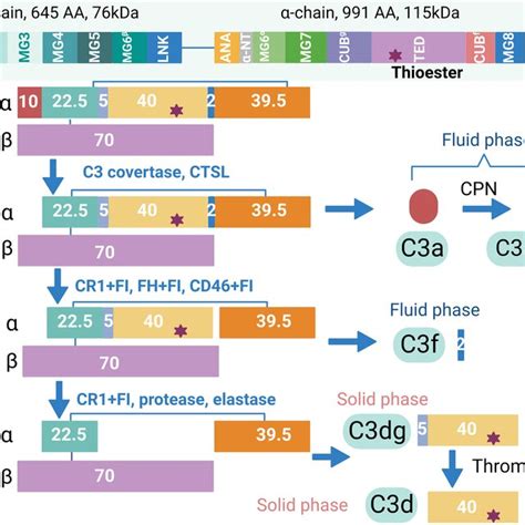 Simplistic Representation Of The Select C3‐targeted Inhibitors In