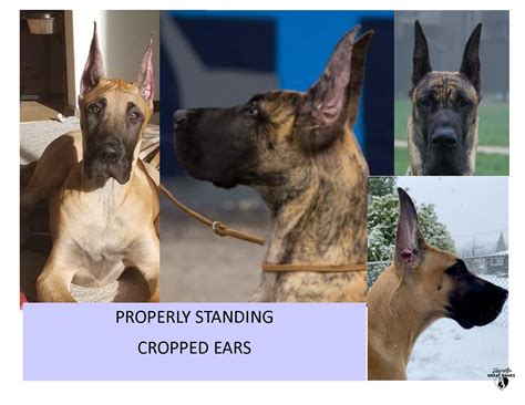 Ear Cropping Information Daynakin Great Danes Llc