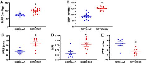 Figure 1 From A Sex Specific Role Of Endothelial Sirtuin 3 On Blood