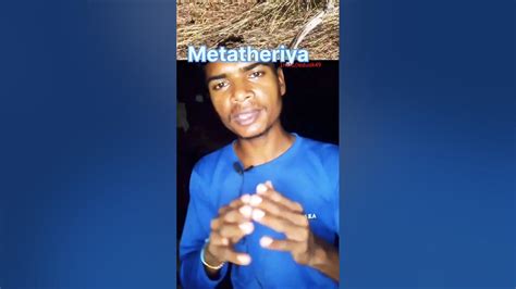 Mammalian Typesprototheriyametatheriyaeutheriya Mammalia