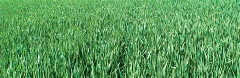 Barricade® Ii Herbicide Fmc Ag Ca