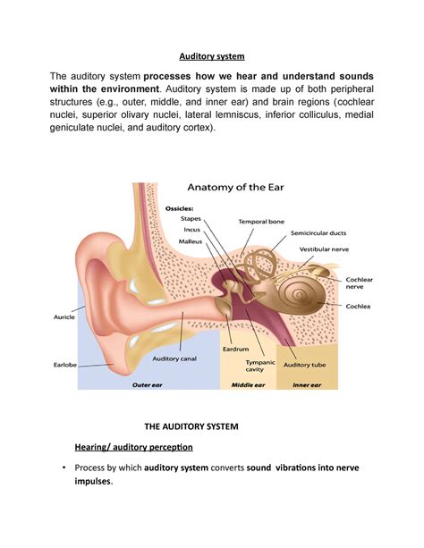 Auditory System Auditory System Is Made Up Of Both Peripheral Structures E Outer Middle